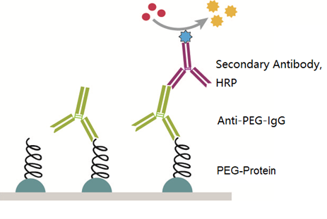 PEGylated Proteins - Creative Diagnostics