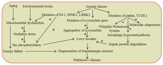 Parkinson's Disease Pathway - Creative Diagnostics