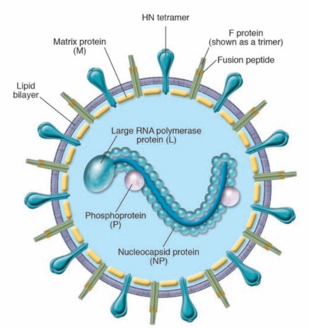 Parainfluenza Virus - Creative Diagnostics