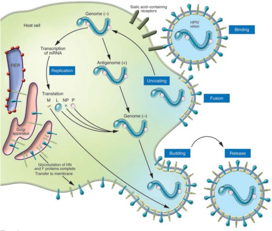 Parainfluenza Virus - Creative Diagnostics