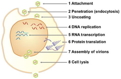 Parvovirus Antigens - Creative Diagnostics