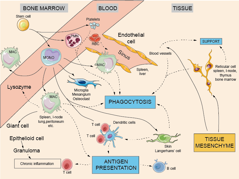Phagocytic Cells and The Reticuloendothelial System - Creative Diagnostics