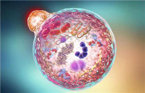 Immunology Topics - Creative Diagnostics