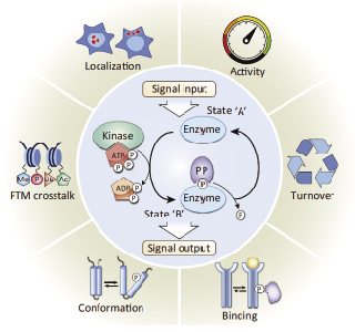 Phosphorylation ELISA Kits - Creative Diagnostics