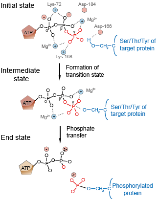 Phosphorylation ELISA Kits - Creative Diagnostics