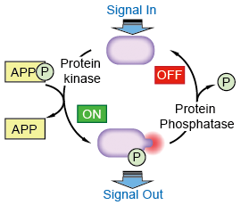 Phosphorylation ELISA Kits - Creative Diagnostics