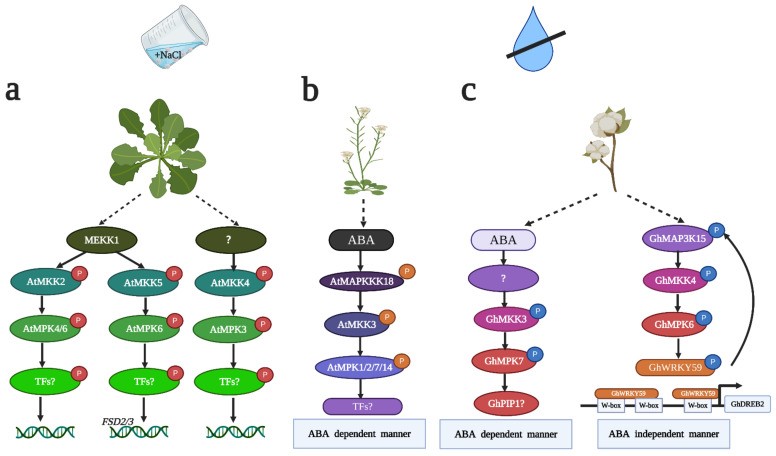 MAPK Cascade - Creative Diagnostics
