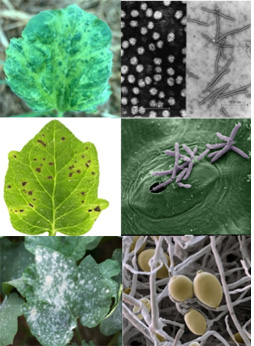 Plant Pathogen Tests - Creative Diagnostics