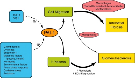 Metabolism Signaling Pathway - Creative Diagnostics