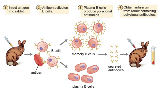 Polyclonal Anti-idiotypic Antibody Production - Creative Diagnostics