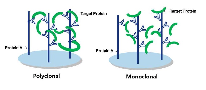 Protein Experiment Protocol - Creative Diagnostics