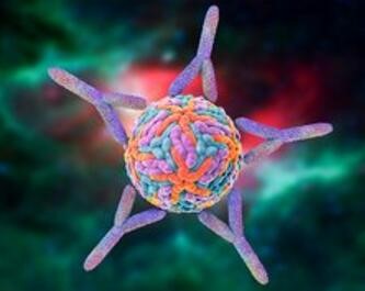 Antibodies - Creative Diagnostics