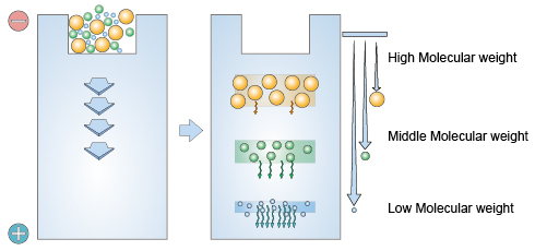 Western Blot Protocol - Creative Diagnostics