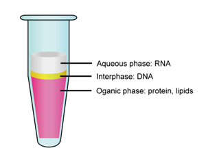 Total Protein Extraction by TRIzol Protocol - Creative Diagnostics