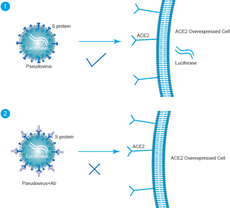 SARS-CoV-2 Pseudovirus Neutralization Assay - Creative Diagnostics