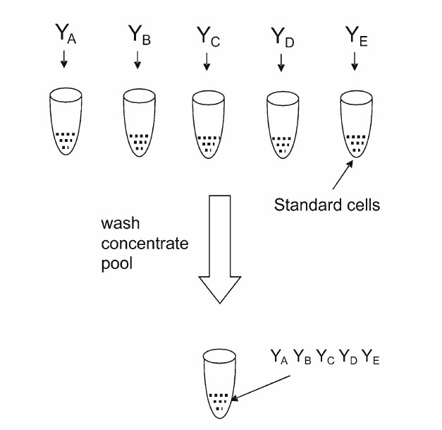 Cell Experiment Protocol - Creative Diagnostics