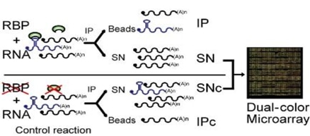 RNA immunoprecipitation (RIP) - Creative Diagnostics