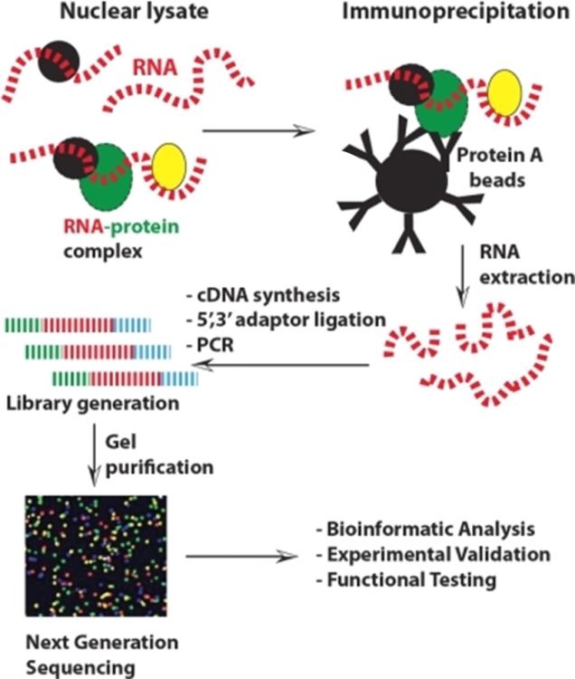 RNA immunoprecipitation (RIP) - Creative Diagnostics