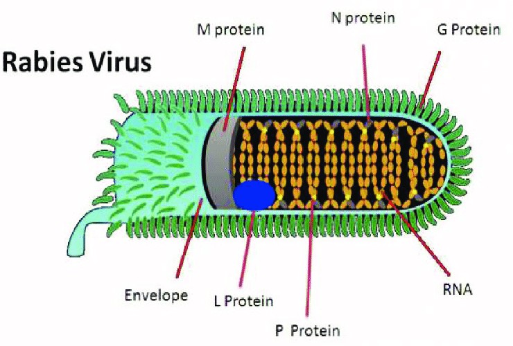 Rabies Virus Antigens - Creative Diagnostics