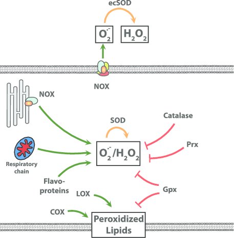 Peroxidase Reaction With Hydrogen Peroxide