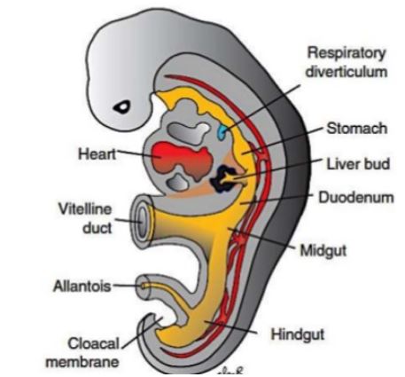 Respiratory System Development - Creative Diagnostics