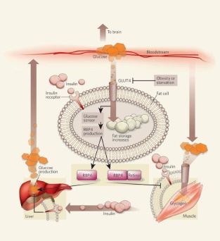 JAK2 Antibodies - Creative Diagnostics