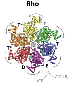 Cell Biology Signaling Pathway - Creative Diagnostics