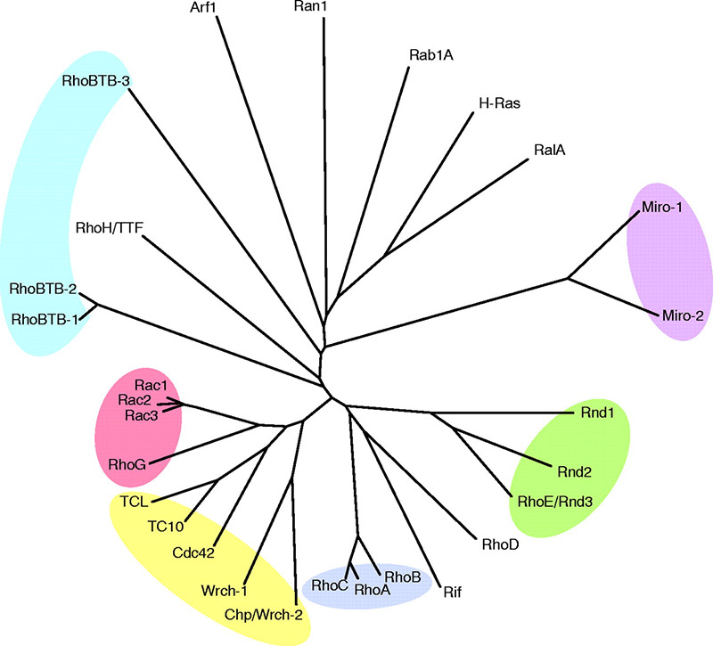 Rho Signaling Pathway - Creative Diagnostics