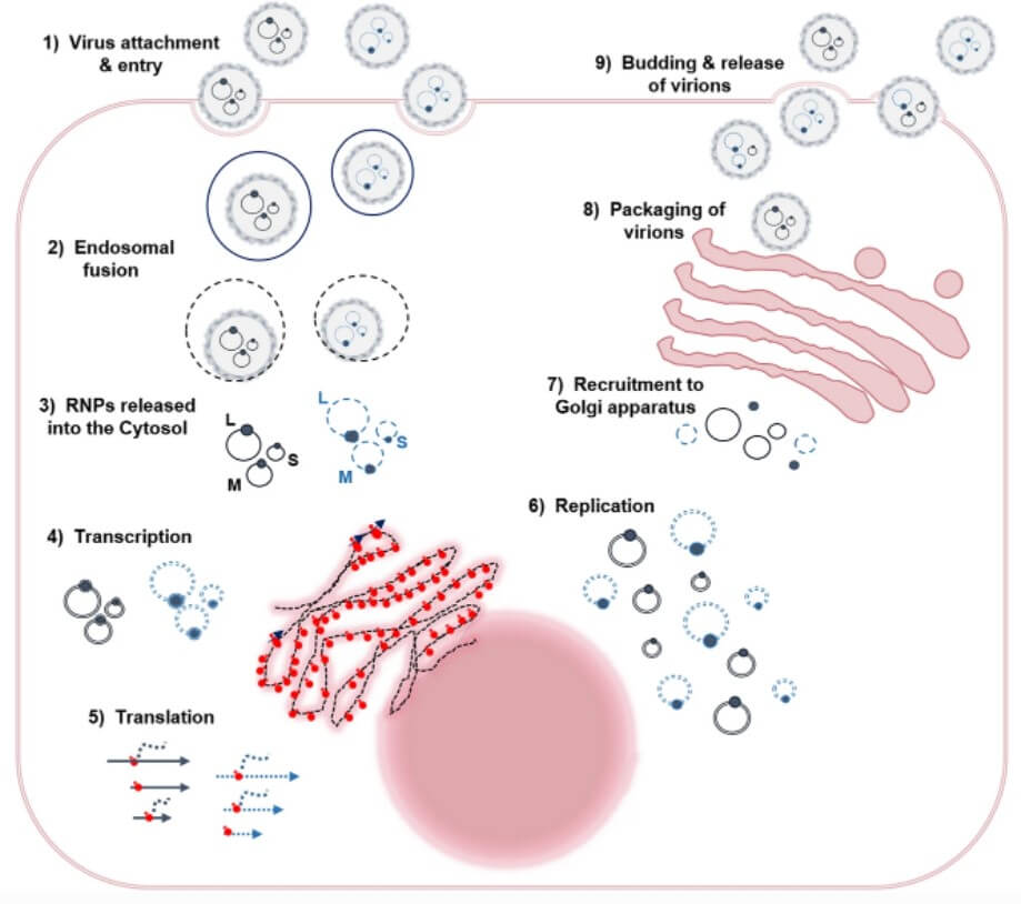 Rift Valley Fever Virus (RVFV) Antigens - Creative Diagnostics