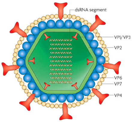 Rotavirus Antigens - Creative Diagnostics
