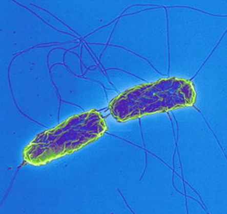 Salmonella Antigens - Creative Diagnostics