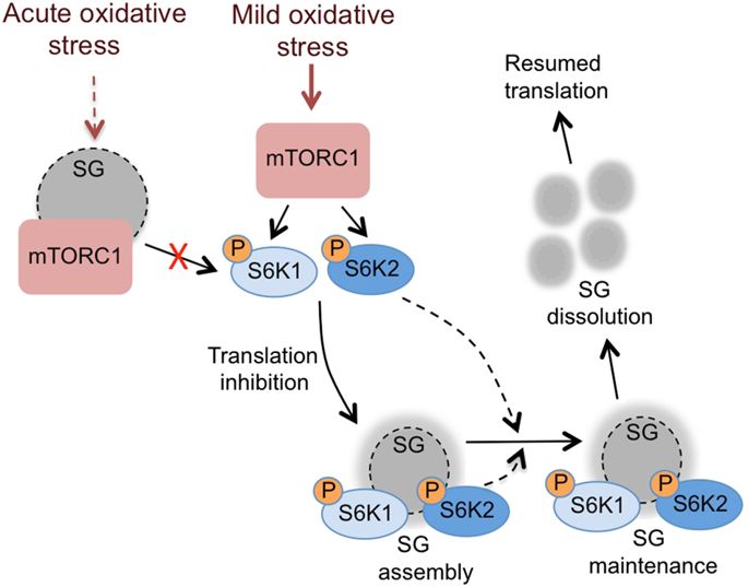 Cancer Research Signaling Pathway - Creative Diagnostics