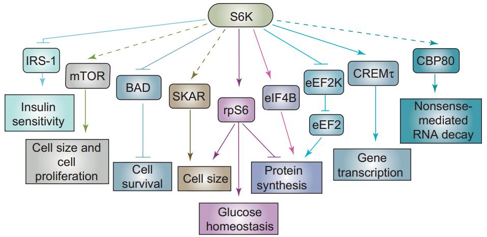 S6 Kinase Signaling Pathway - Creative Diagnostics