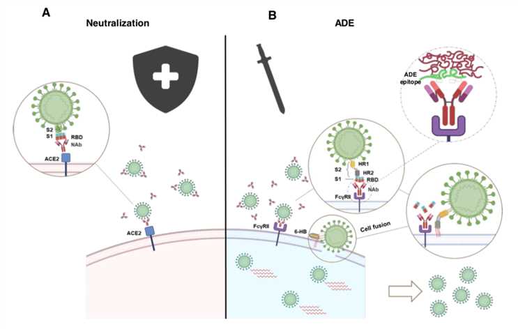 SARS-CoV-2 ADE Assay - Creative Diagnostics