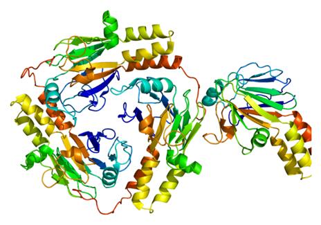 SMAD Family - Creative Diagnostics