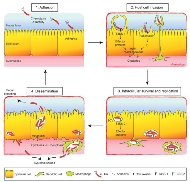 Salmonella typhimurium Antigens - Creative Diagnostics