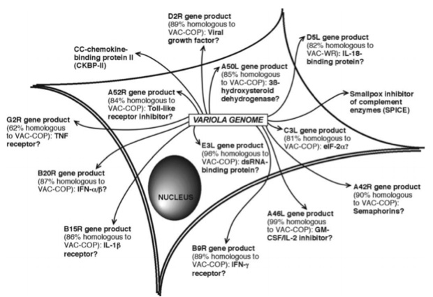 Variola Antigens - Creative Diagnostics