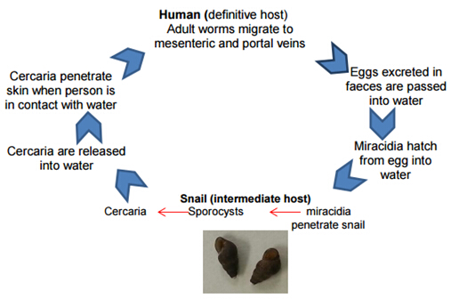 Schistosoma Japonicum Antigens - Creative Diagnostics