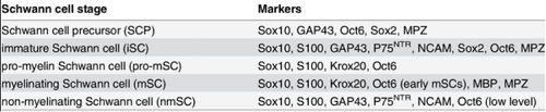 Schwann Cell Marker Antibodies - Creative Diagnostics
