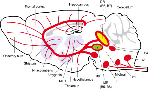 Serotonergic Synapse Pathway - Creative Diagnostics