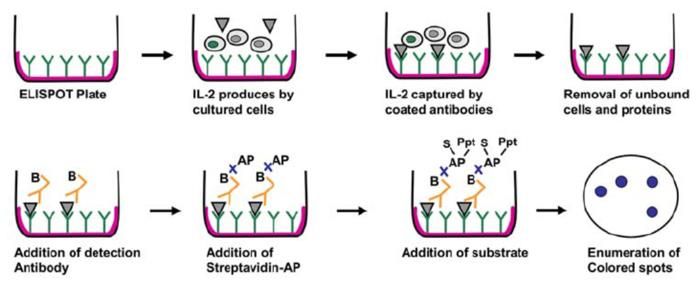 Single Cells' Cytokine Secretion Measurement by ELISPOT and ELISA Protocol - Creative Diagnostics