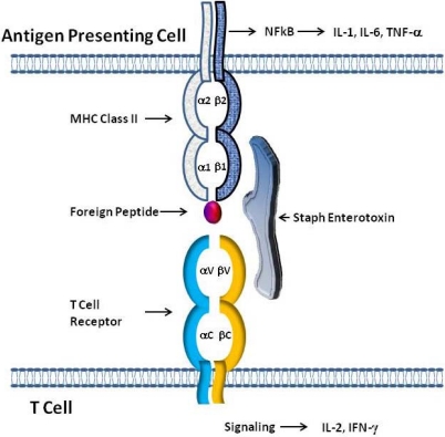 Staphylococcal Enterotoxin from Staphylococcus aureus - Creative Diagnostics