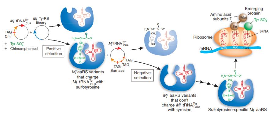 Sulfation Regulators - Creative Diagnostics