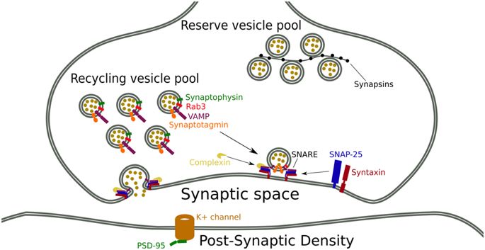 Synaptic Vesicle Membrane Proteins