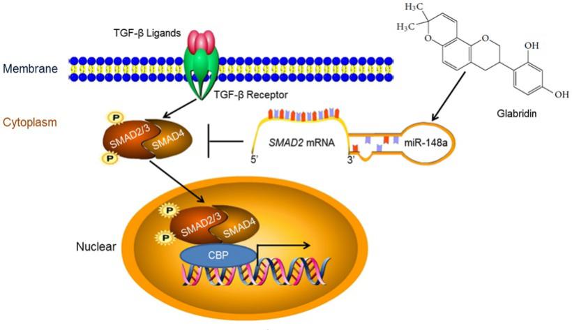 SMAD7 Products - Creative Diagnostics