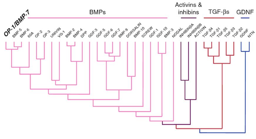 TGF-β Superfamily - Creative Diagnostics