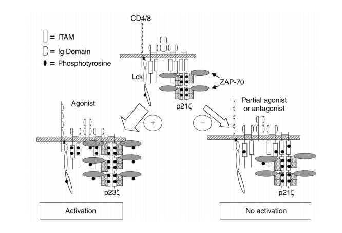 ITIM/ITAM Immunoreceptors and Related Molecules - Creative Diagnostics