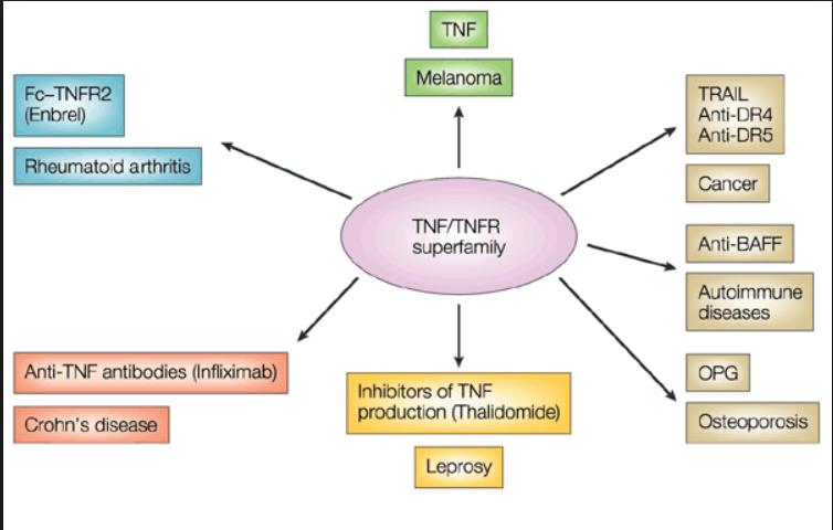 Metabolism Signaling Pathway - Creative Diagnostics