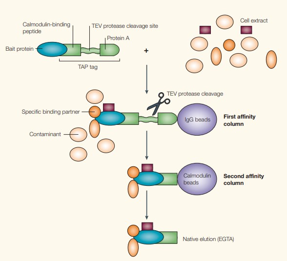 TAP Tags - Creative Diagnostics