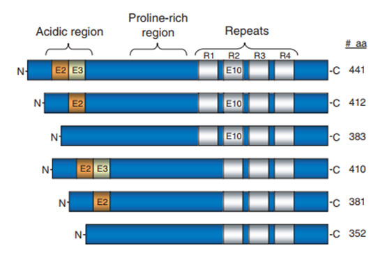 Tau Phosphorylation - Creative Diagnostics